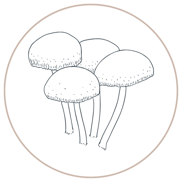 Adaptogens – Glow Apothecary